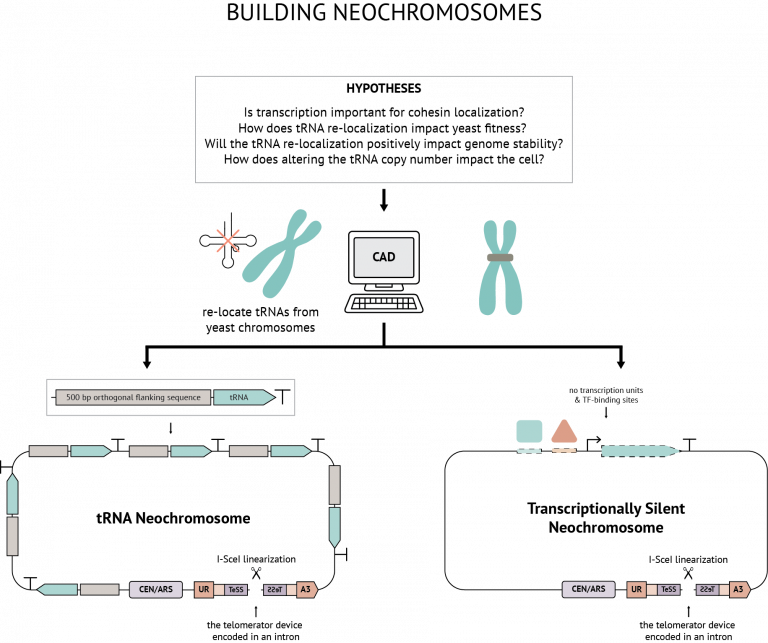 Synthetic Genomics – The Cai Lab